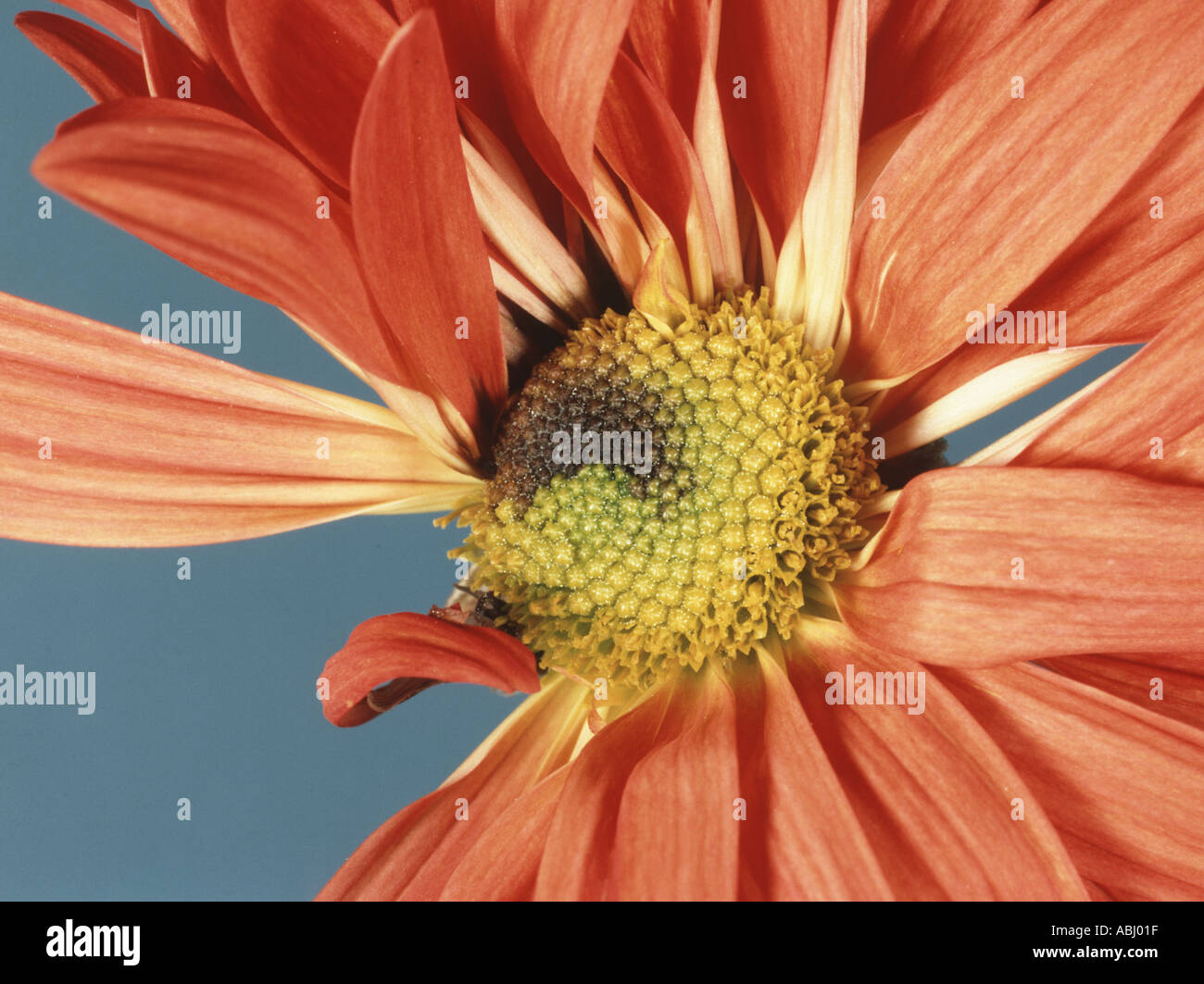 Petal blight hi-res stock photography and images - Alamy