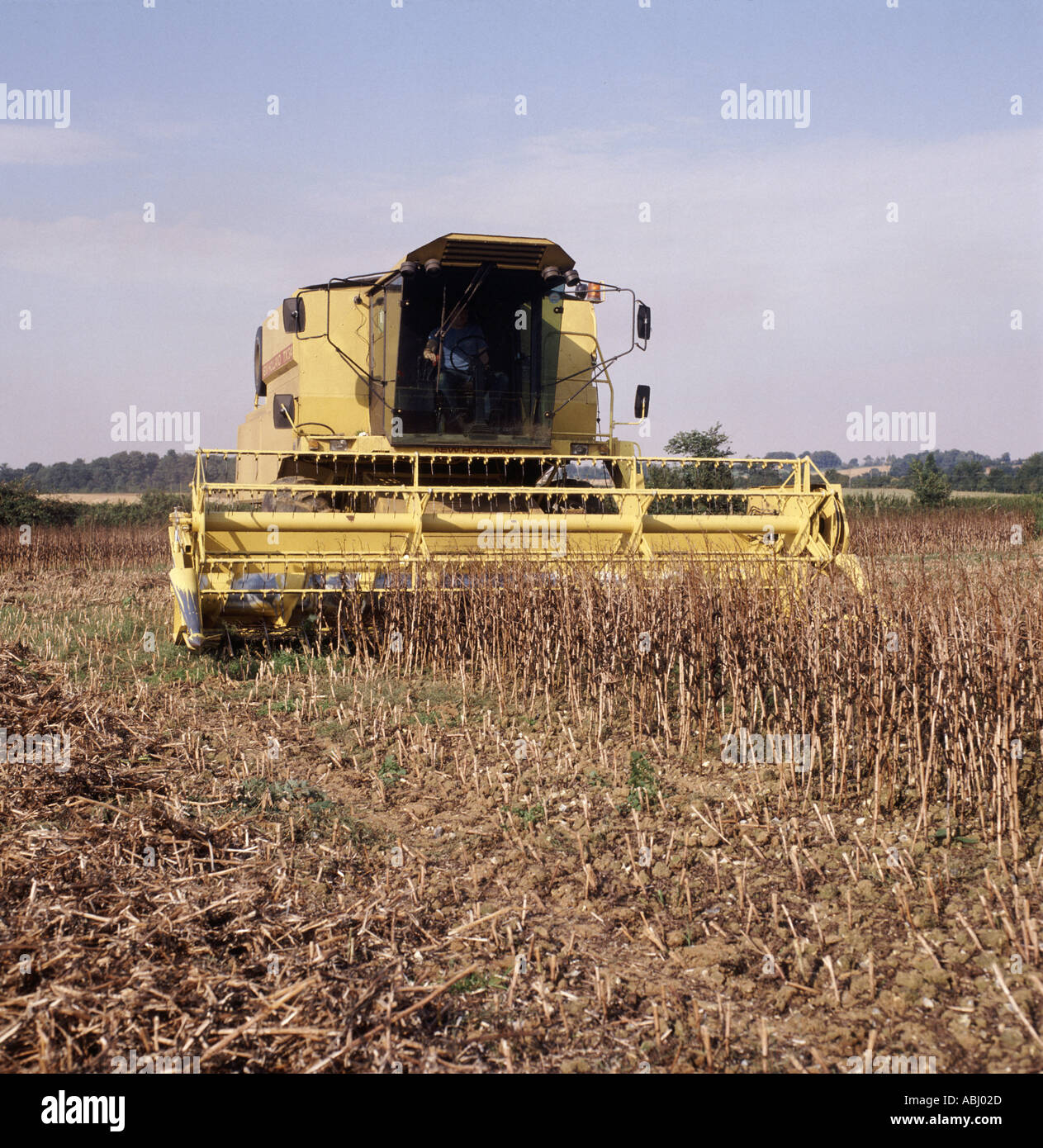 New Holland combine harvester harvesting field beans in Berkshire field ...