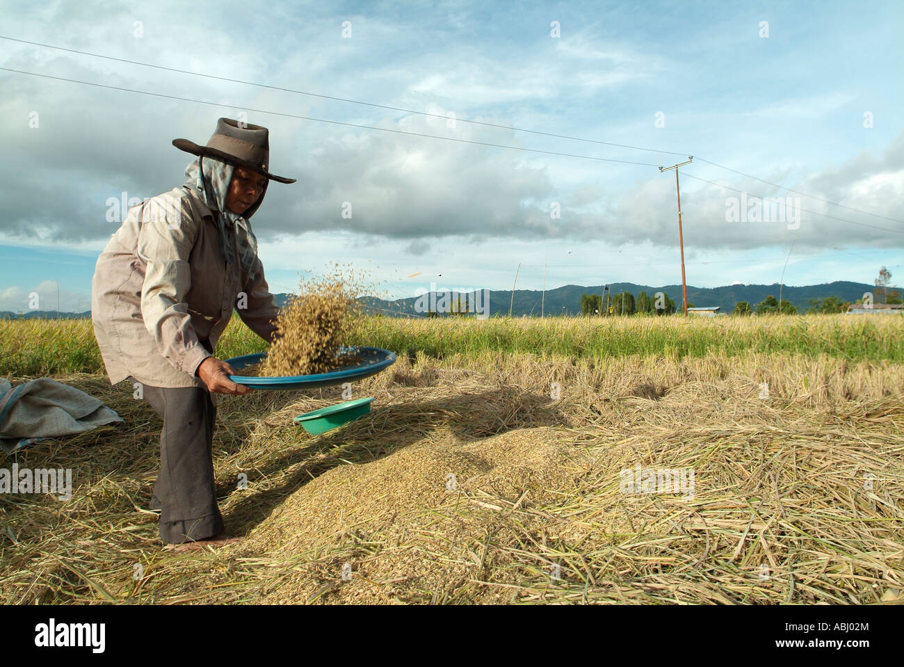 Woman sifting rice in a rice paddy near Manado, Indonesia Stock Photo ...