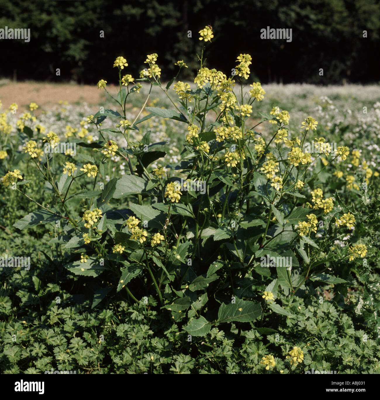 Charlock Sinapis arvensis flowering close up taken in UK September ...