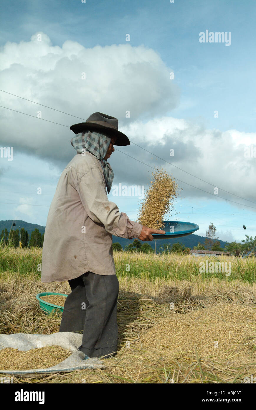 Woman sifting rice in a rice paddy near Manado, Indonesia Stock Photo ...