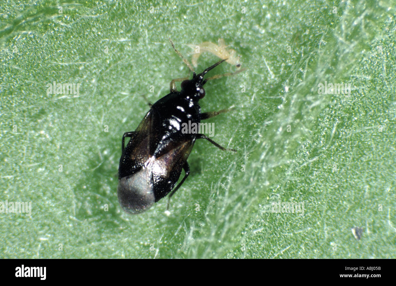 Flower bug Orius niger attacking a western flower thrip Frankiniella ...