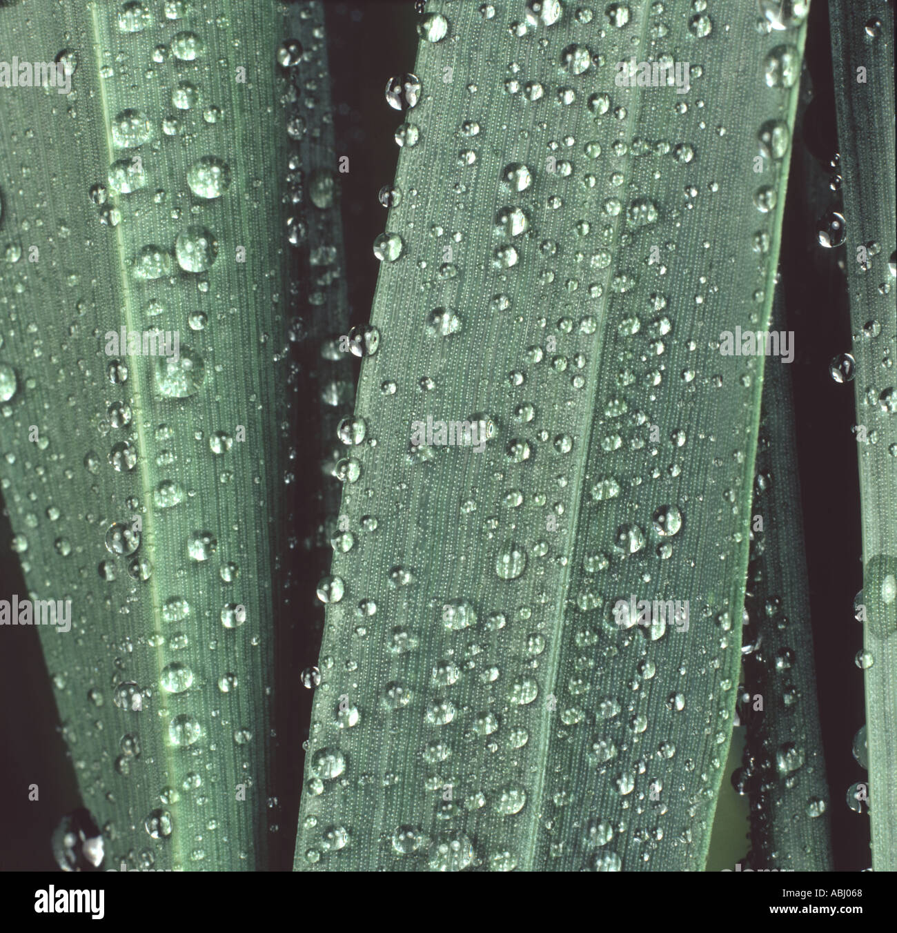 Spray or water droplets on the surfaces of wheat leaves Stock Photo - Alamy