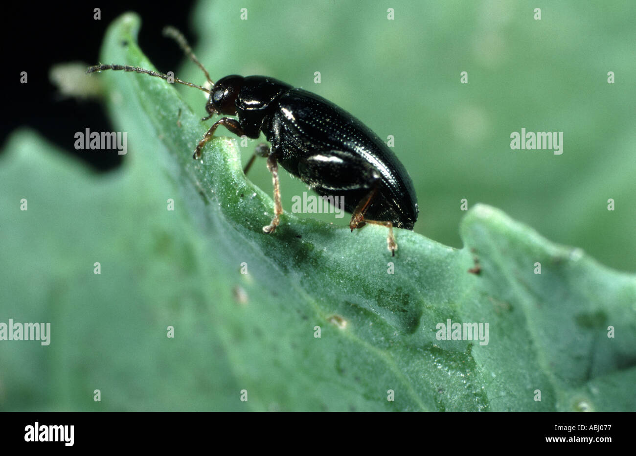Cabbage stem flea beetle, Psylliodes chrysocephala, on brassica leaf ...