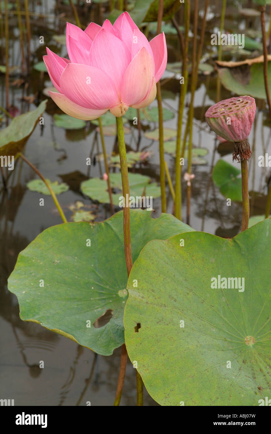 water lily in a swamp, North Sulawesi Stock Photo - Alamy