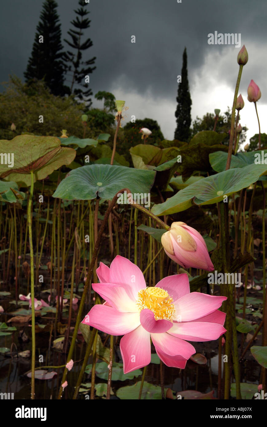 water lily in a swamp, North Sulawesi Stock Photo - Alamy