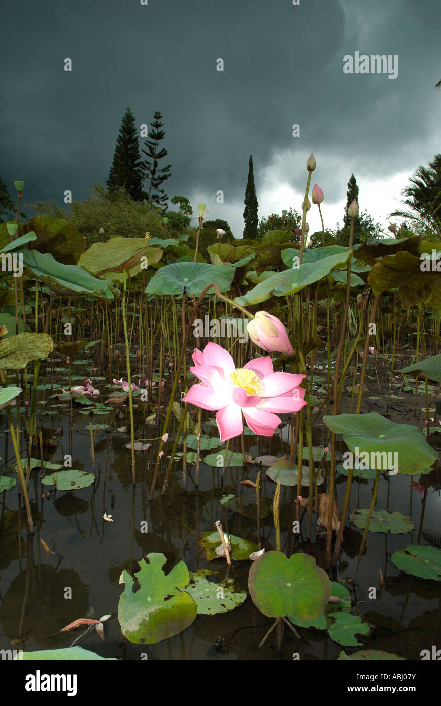 Swamp lily flower hi-res stock photography and images - Alamy