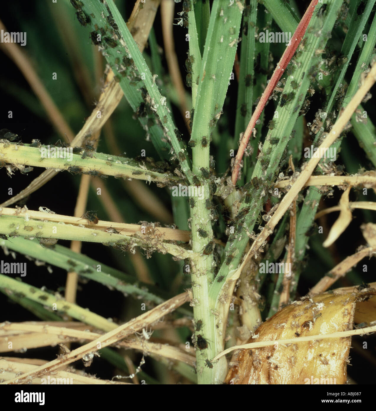 Severe aphid infestation of the basal leaves of a young barley plant ...