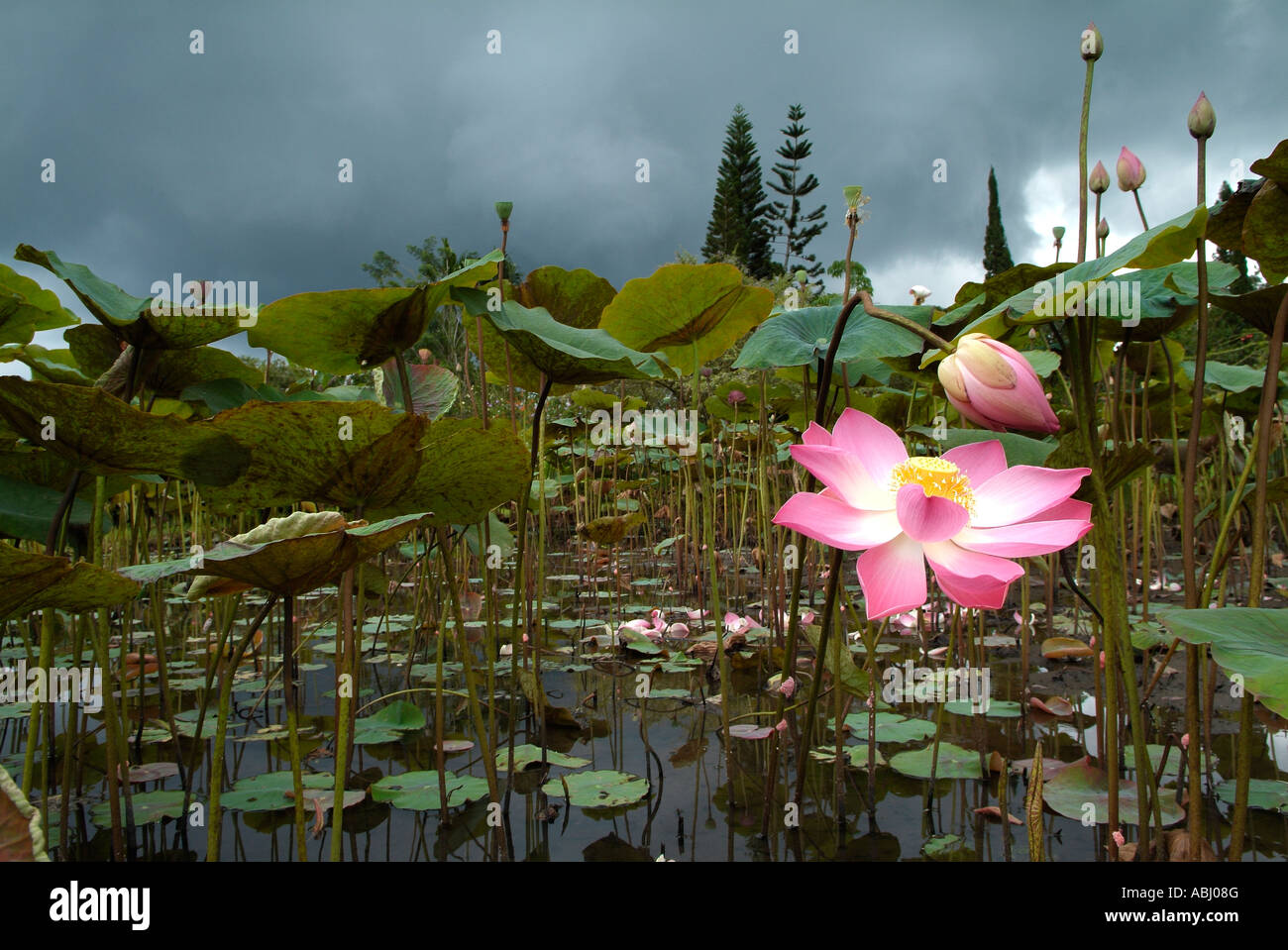 water lily in a swamp, North Sulawesi Stock Photo - Alamy