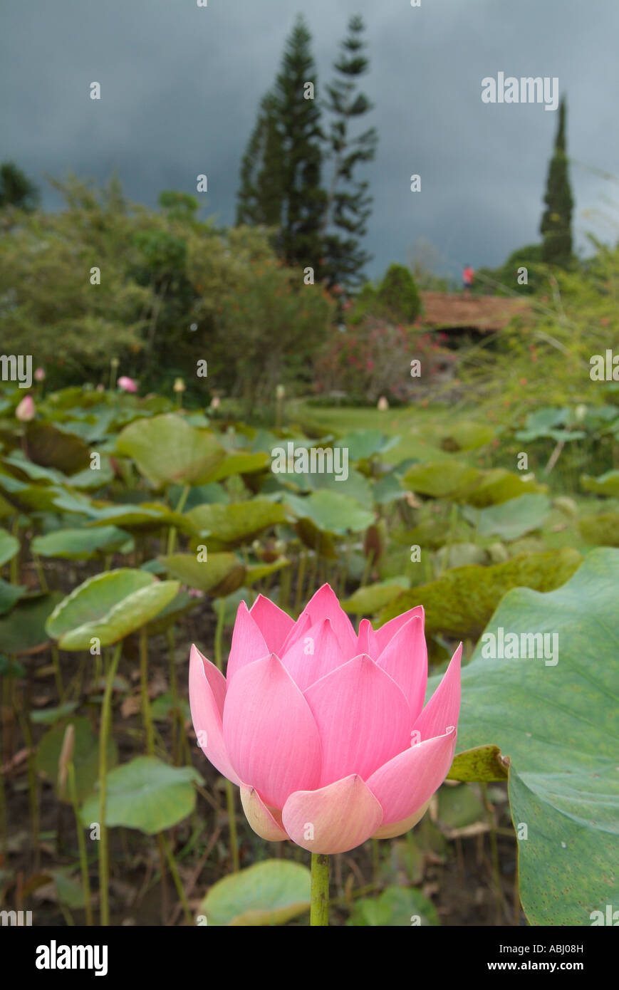 water lily in a swamp, North Sulawesi Stock Photo - Alamy