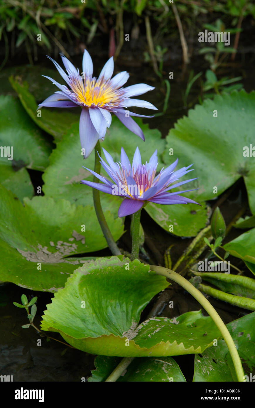 water lily in a swamp, North Sulawesi Stock Photo - Alamy