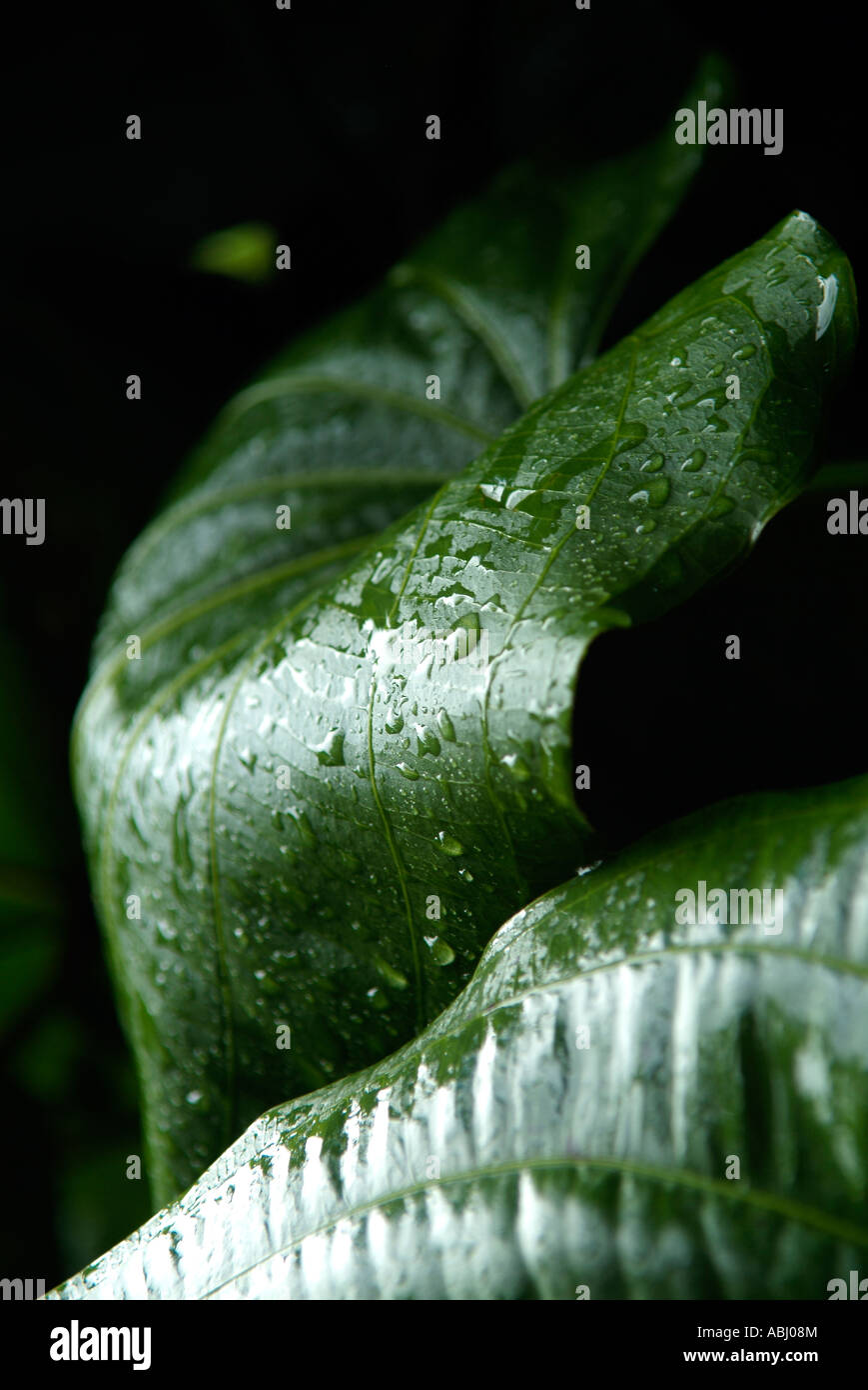 Green plant leaves water drops hi-res stock photography and images - Alamy