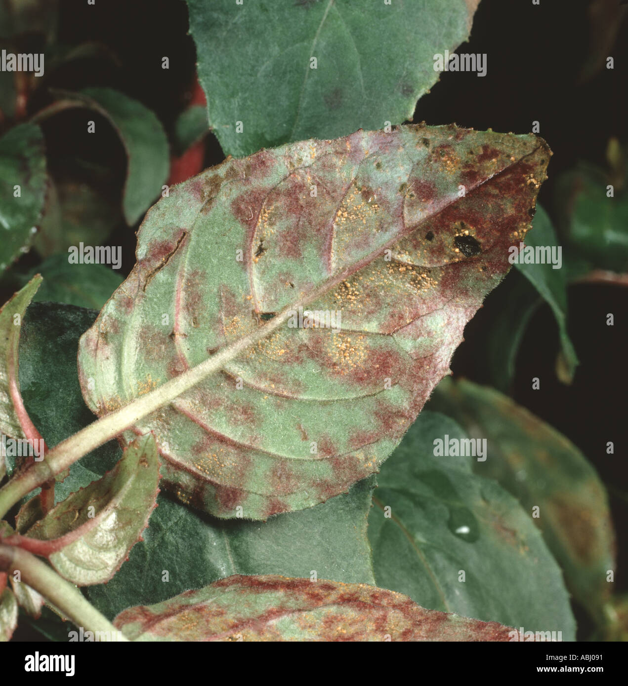 Pustules hi-res stock photography and images - Alamy