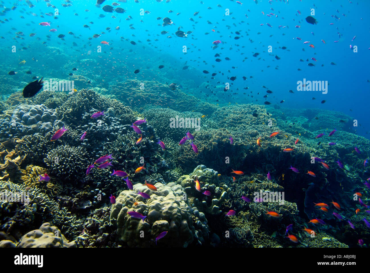 Colony of Psammocora digitata coral around the island of Bunaken Stock ...