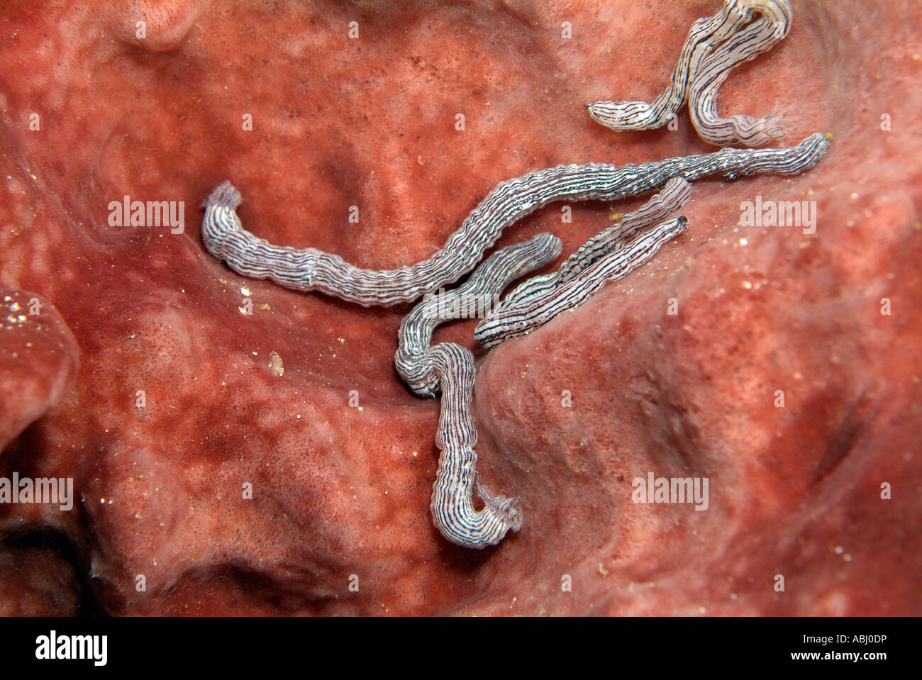 Palolo worms, Eunice sp., on a sponge, island of Bunaken Stock Photo ...