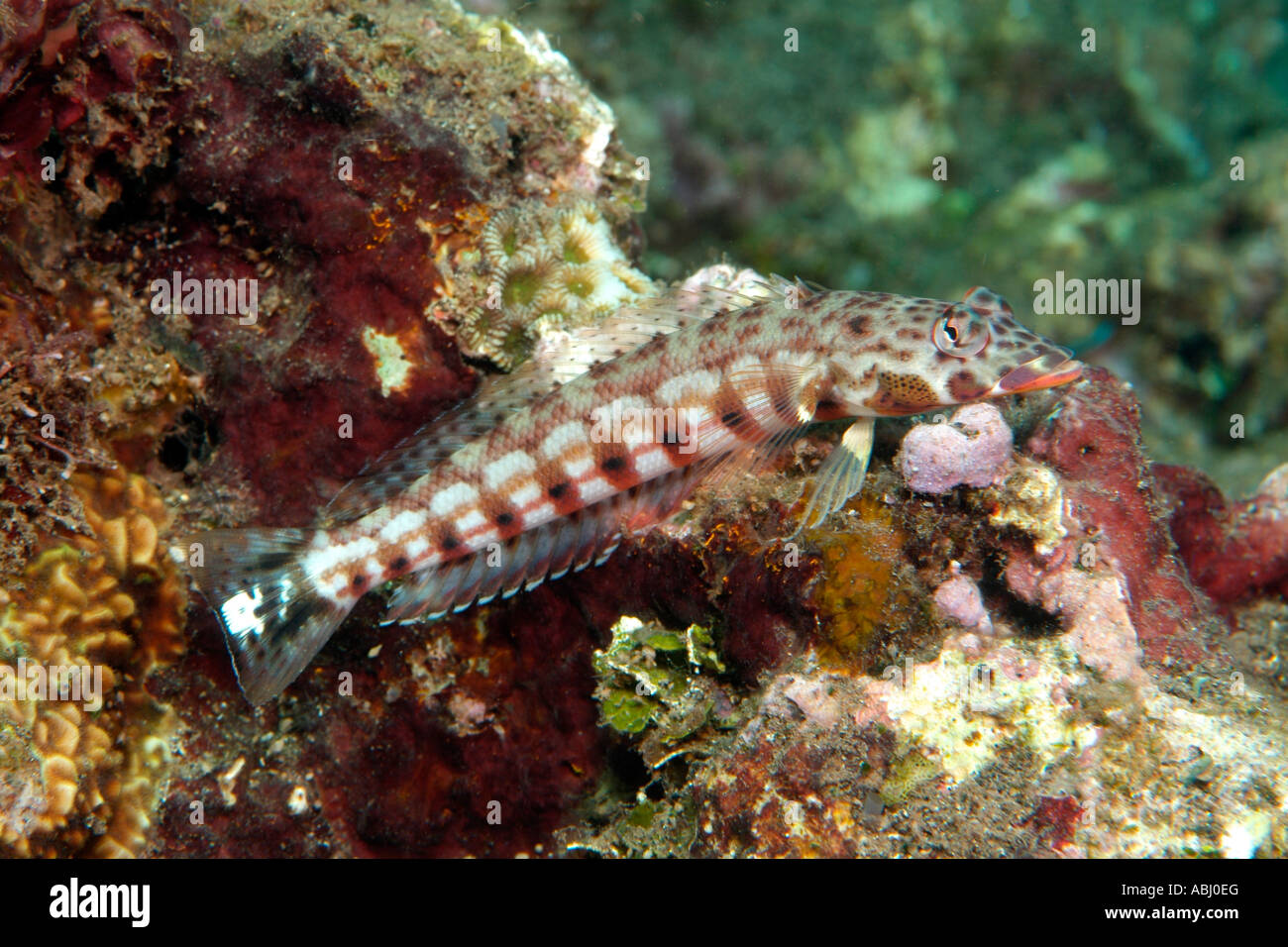 Parapercis clathrata hi-res stock photography and images - Alamy