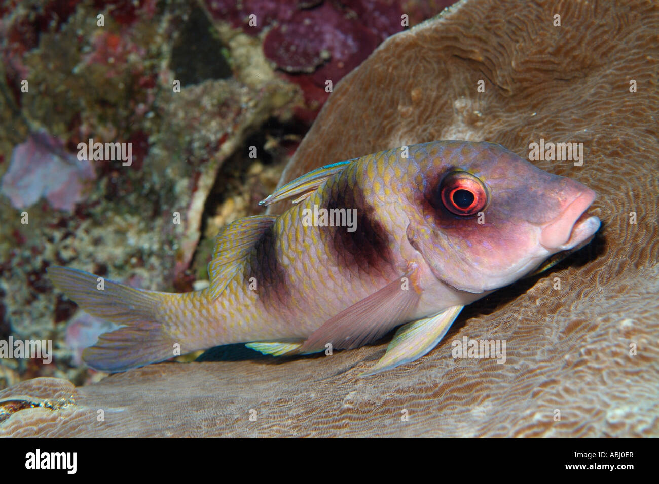 Indian doublebar goatfish, Parupeneus trifasciatus, Bunaken Stock Photo ...