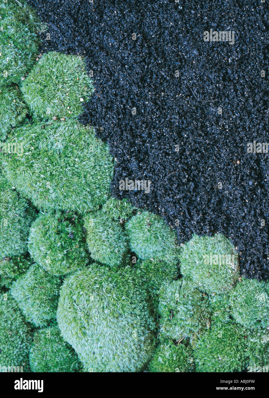 Lump of moss hi-res stock photography and images - Alamy