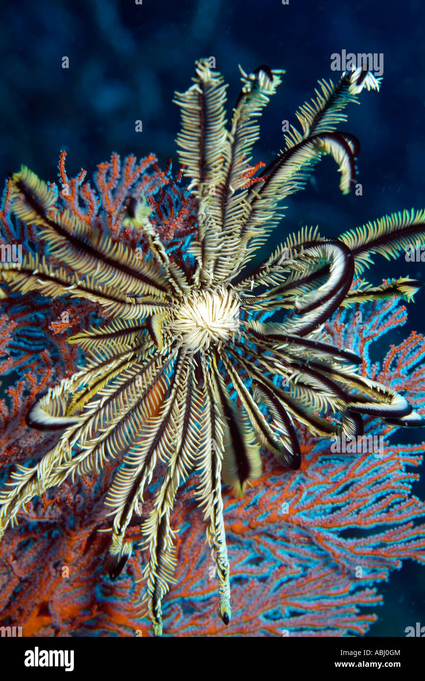 Feather star, Himerometra bartschi around the island of Bunaken Stock ...