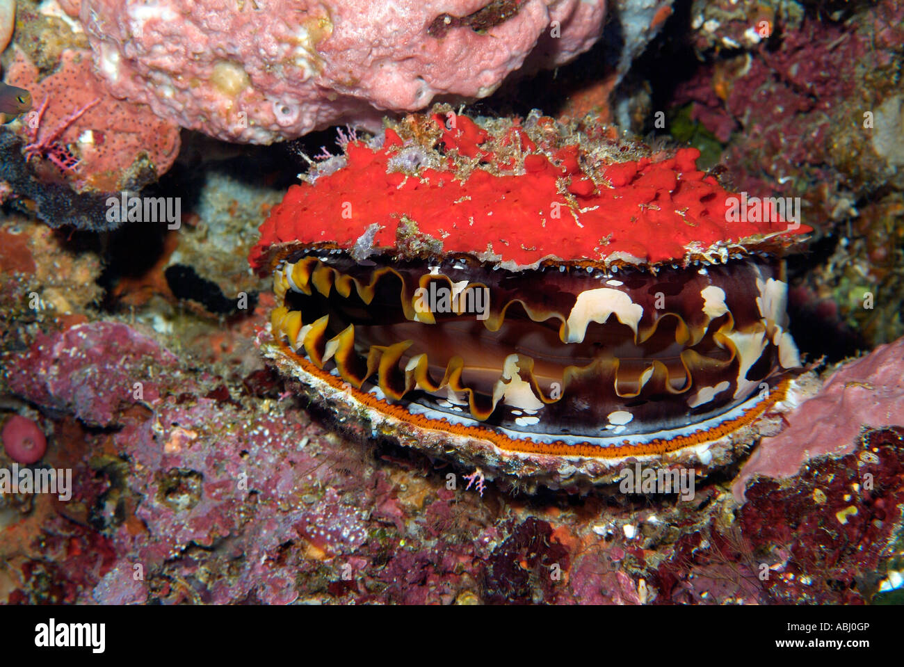Pacific thorny oyster hi-res stock photography and images - Alamy