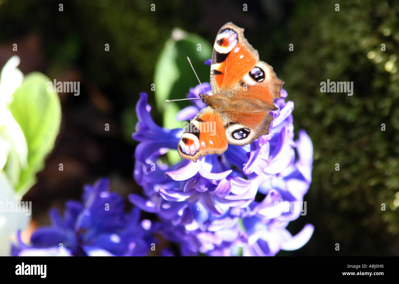 Victoria io hi-res stock photography and images - Alamy