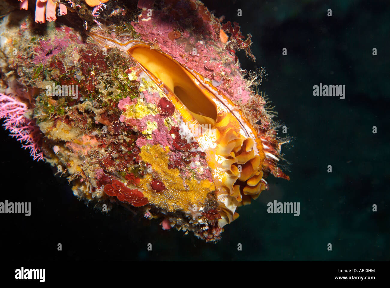 Thorny oyster, Spondylus varius, island of Bunaken Stock Photo - Alamy
