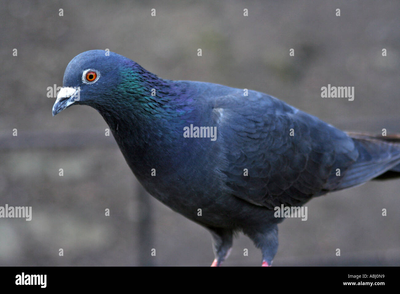 Feral pigeon flying uk hi-res stock photography and images - Alamy