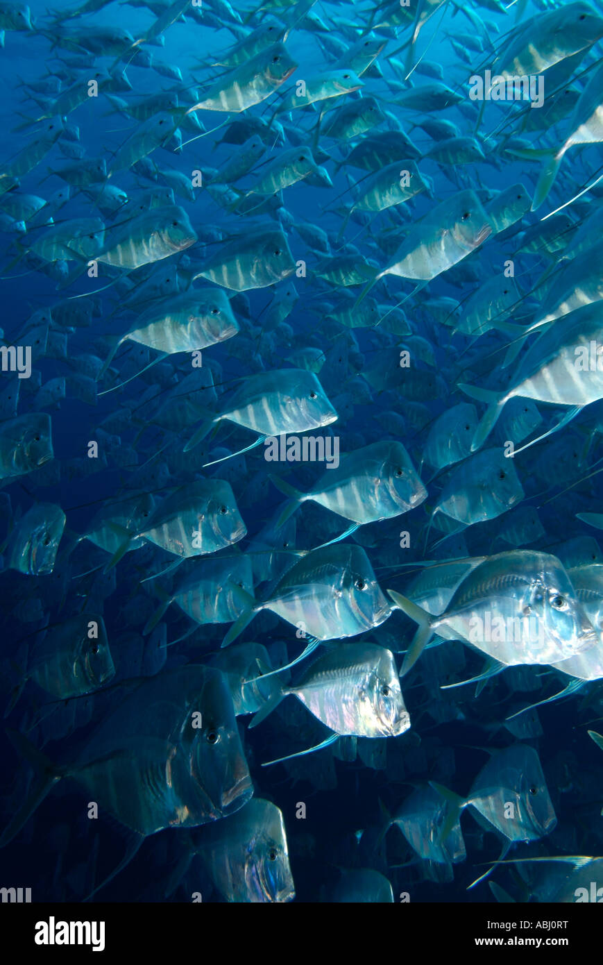 School of lookdown fish (Selen vomer) around an oil rig Stock Photo - Alamy