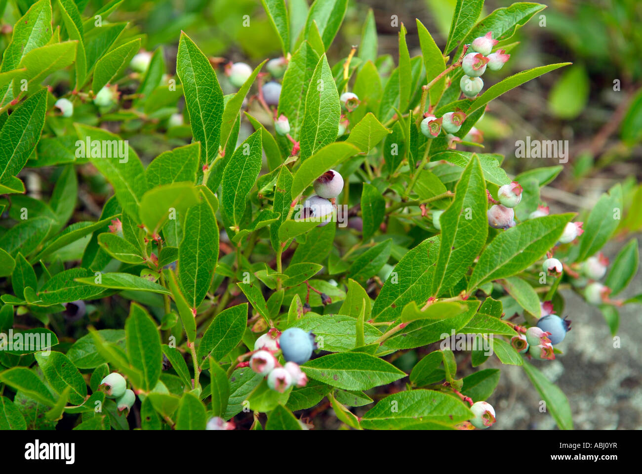Wild blue berry in Quebec Stock Photo - Alamy
