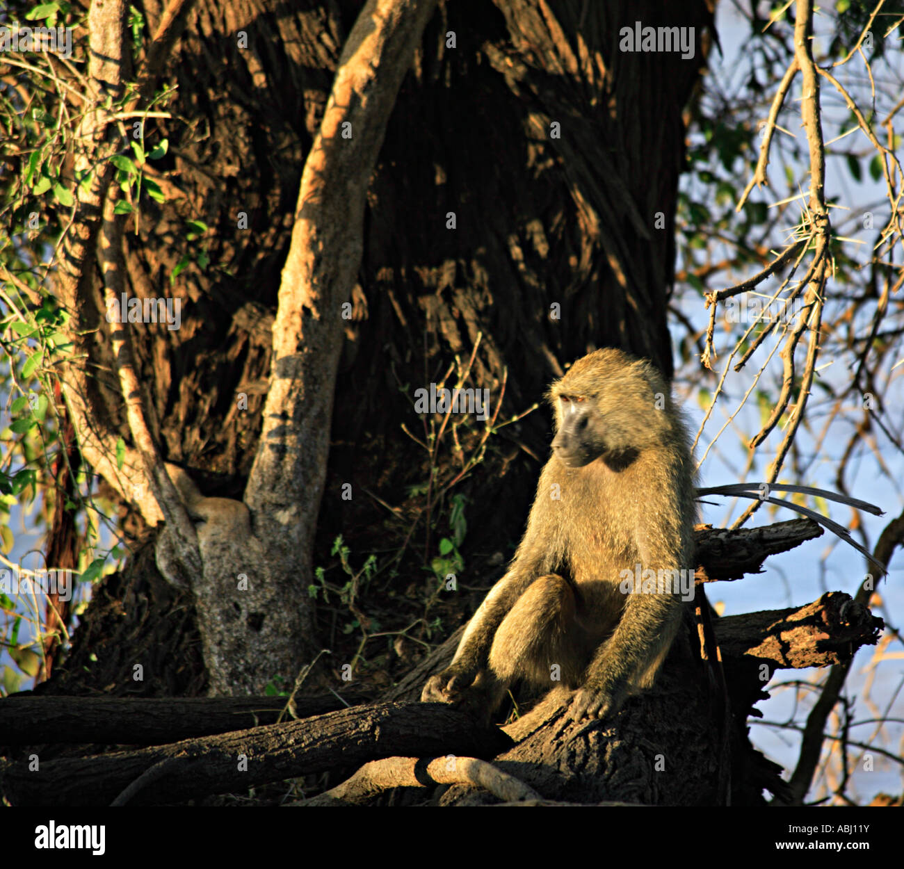 Olive Baboon sat in a tree Samburu National Park Kenya Stock Photo - Alamy