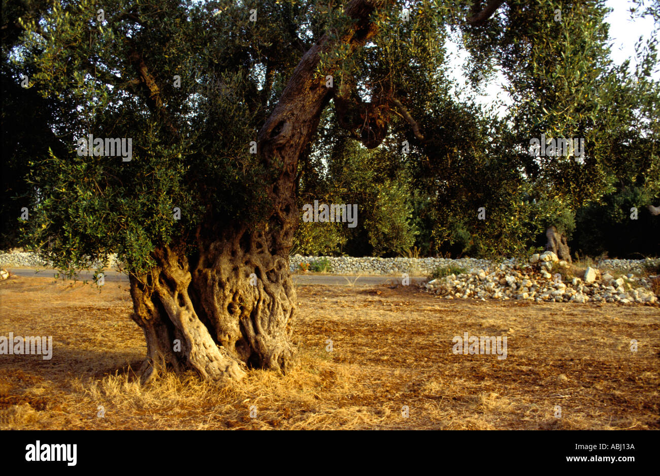 Olive grove, Salento, Apulia, Italy Stock Photo - Alamy