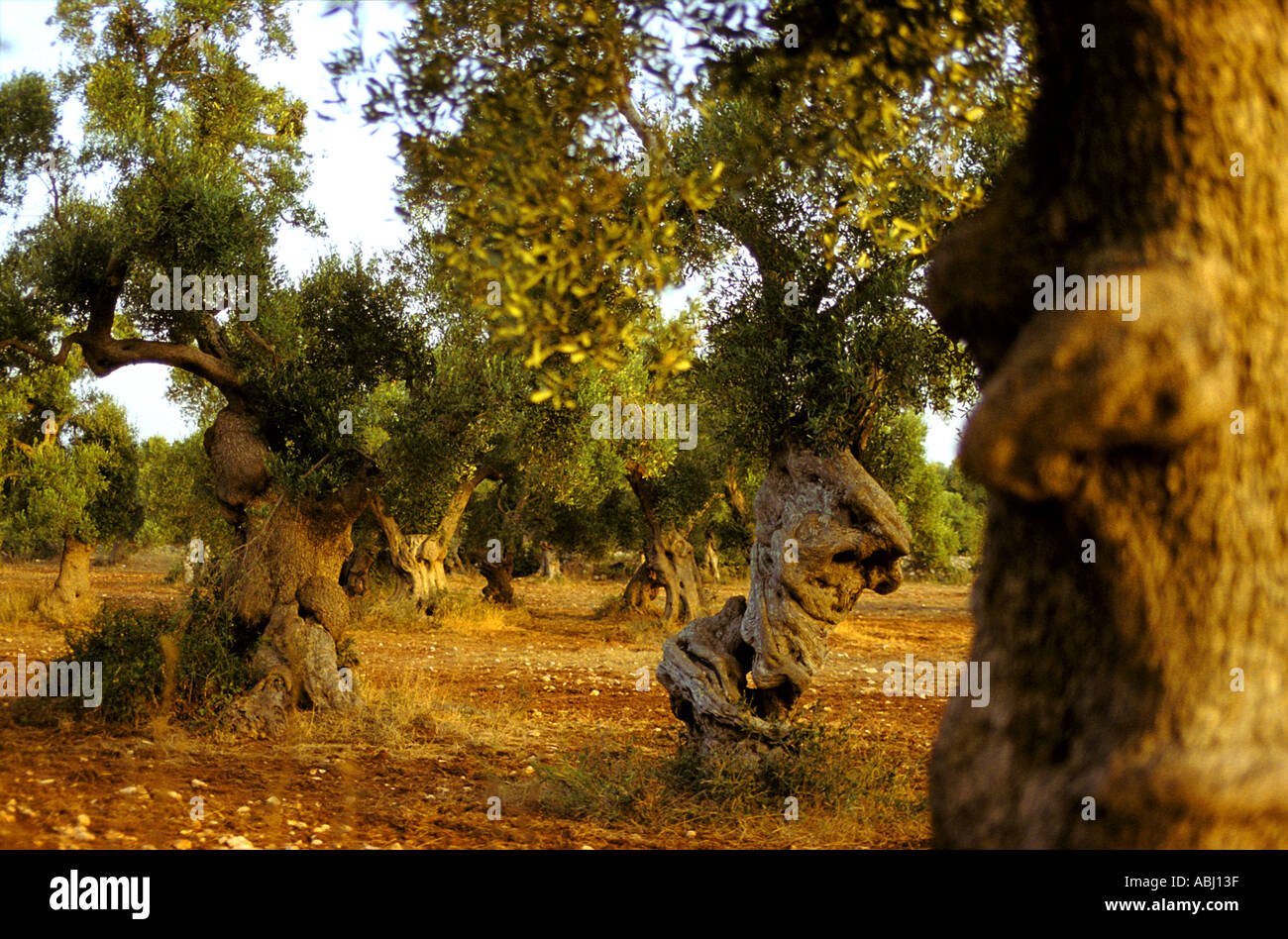 Olive grove, Salento, Apulia, Italy Stock Photo - Alamy