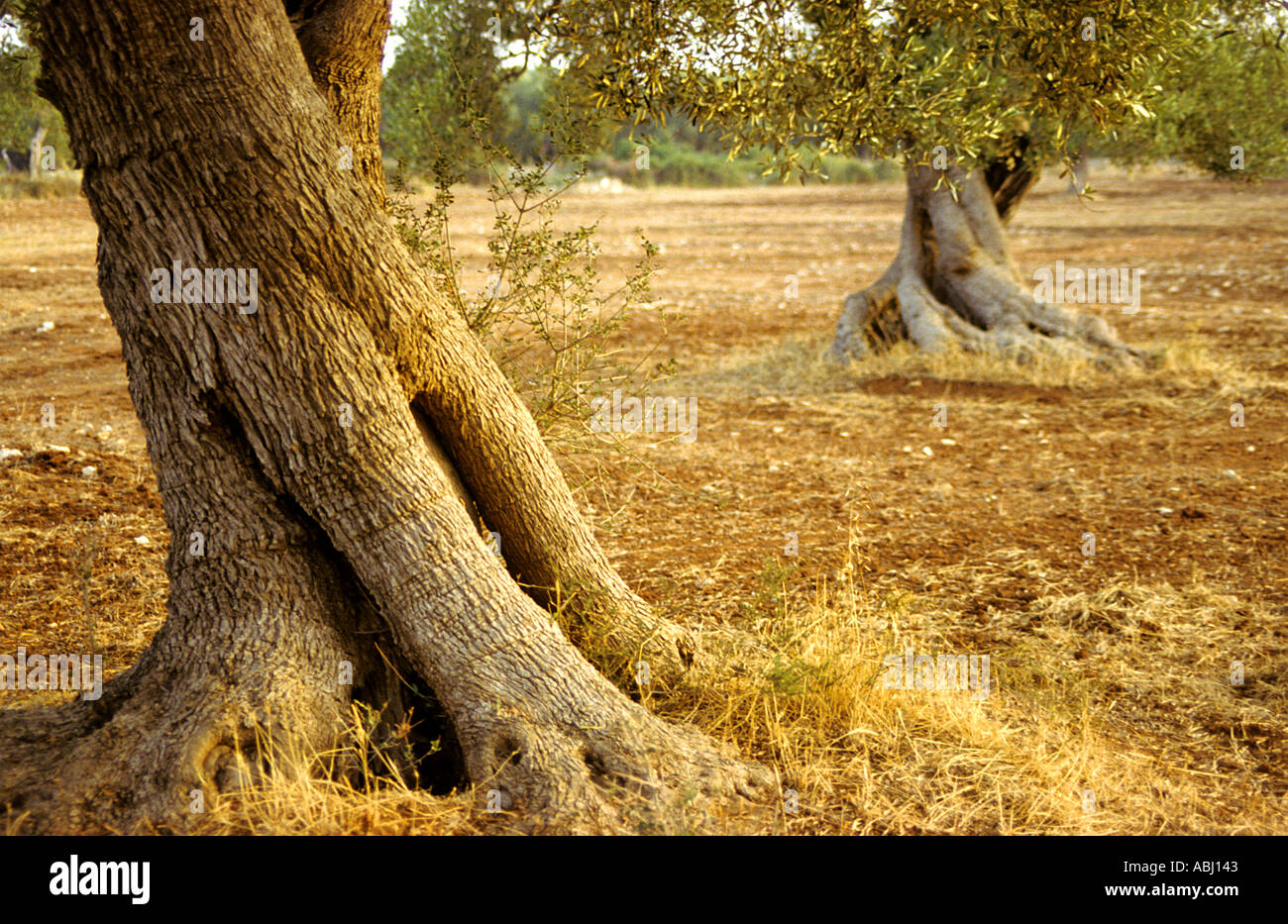 Olive grove, Salento, Apulia, Italy Stock Photo - Alamy