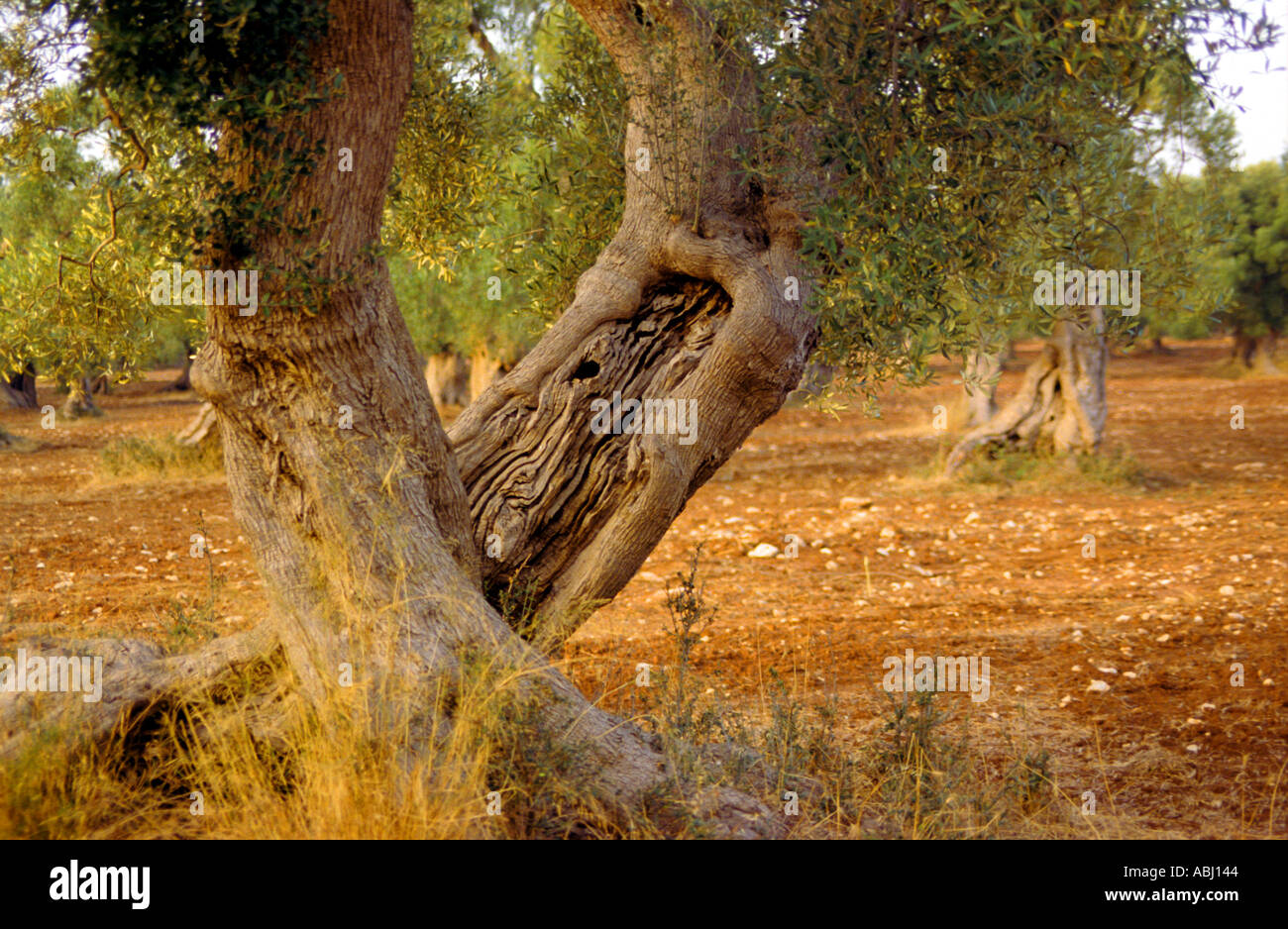 Olive grove, Salento, Apulia, Italy Stock Photo - Alamy