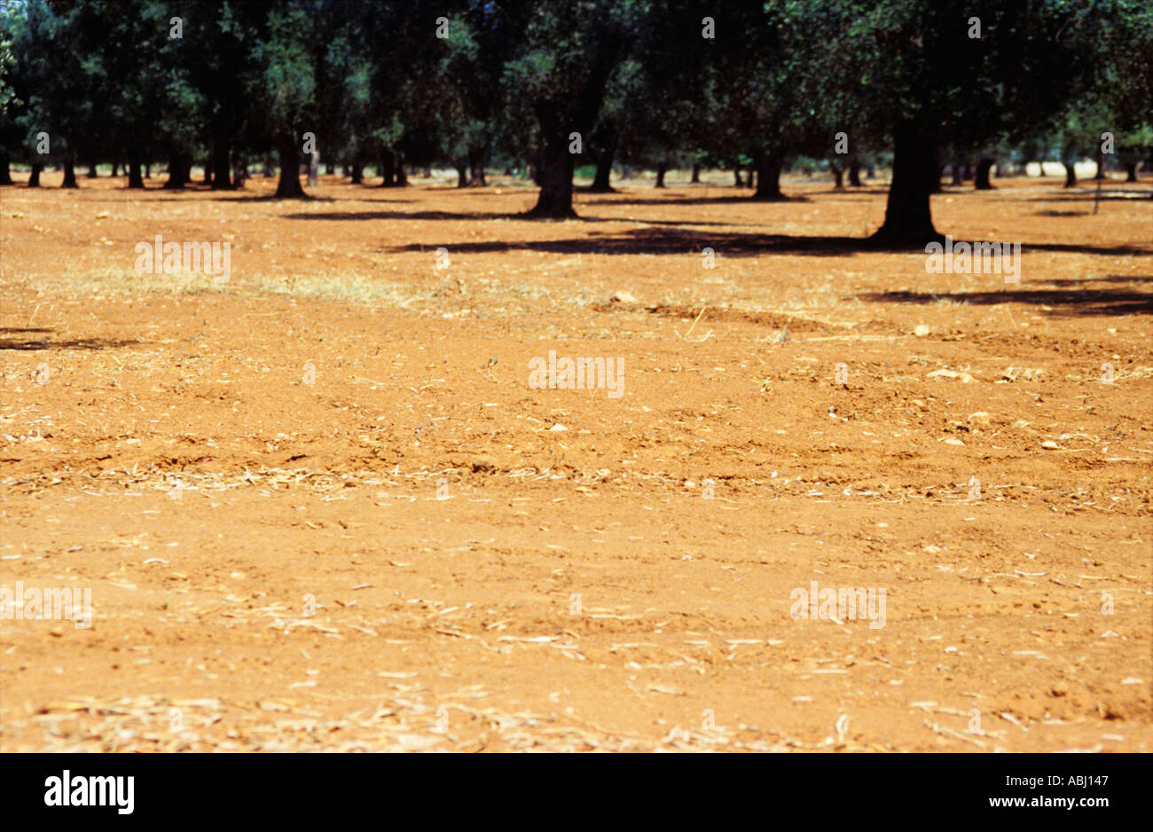 Olive grove, Salento, Apulia, Italy Stock Photo - Alamy