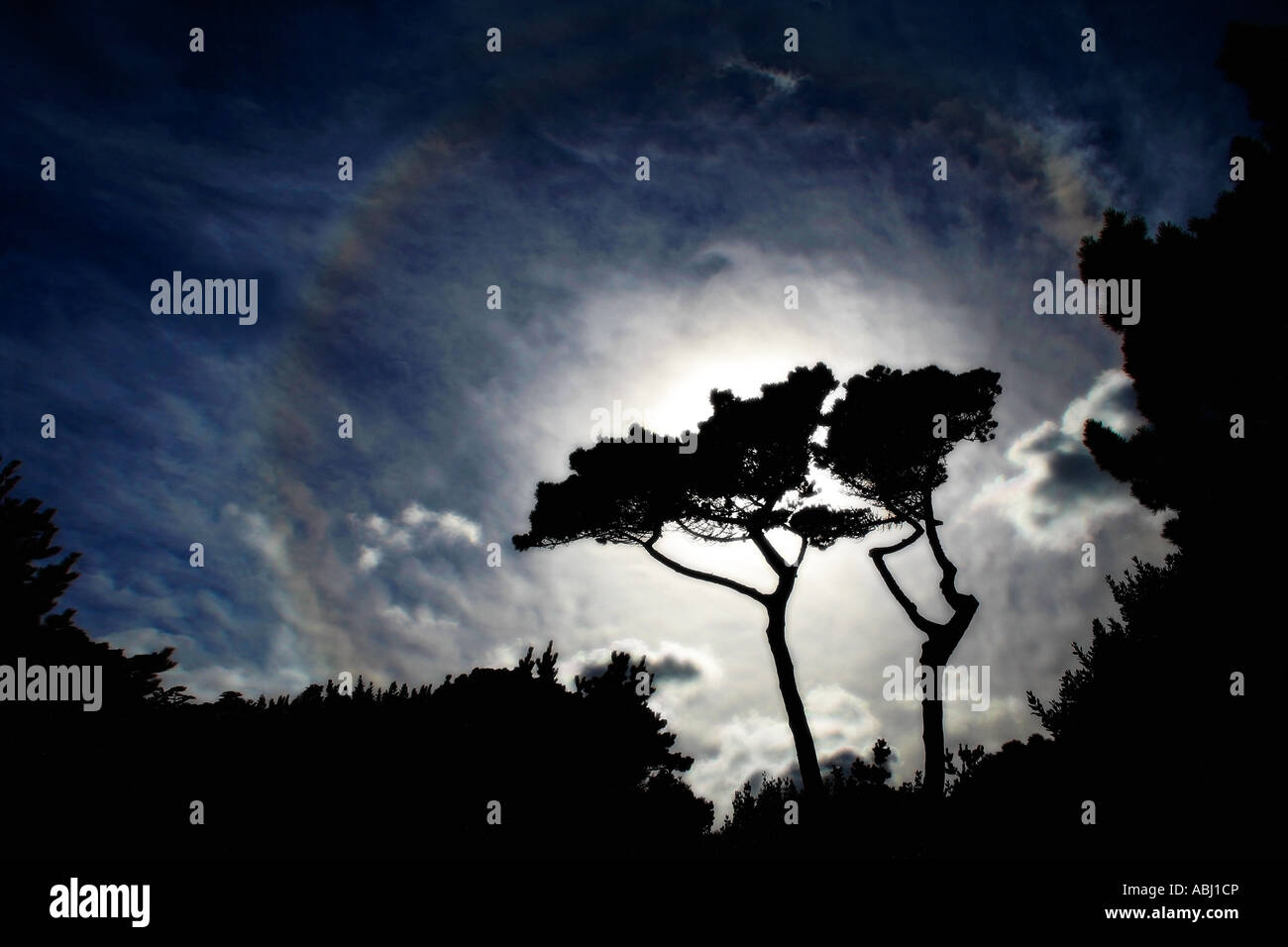 trees in cornwall St michels mount Stock Photo - Alamy