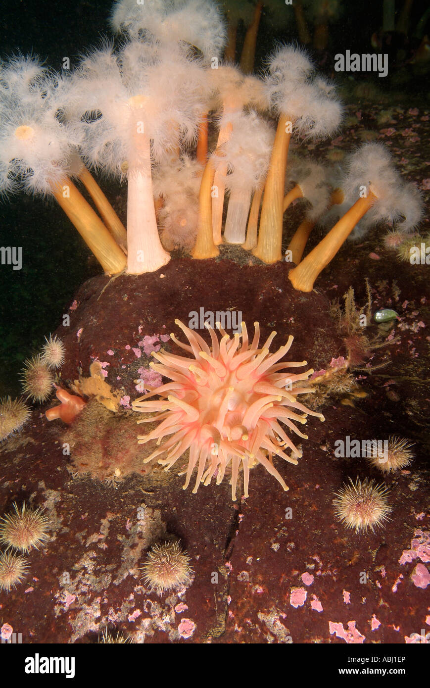 Frilled sea anemone hi-res stock photography and images - Alamy