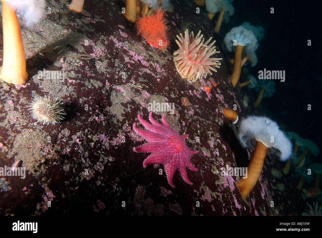 Armed anemone hi-res stock photography and images - Alamy