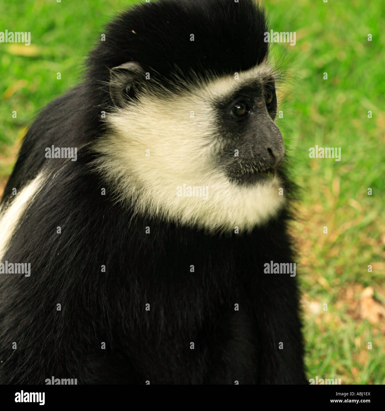 Single colobus monkey Kenya Africa Stock Photo - Alamy