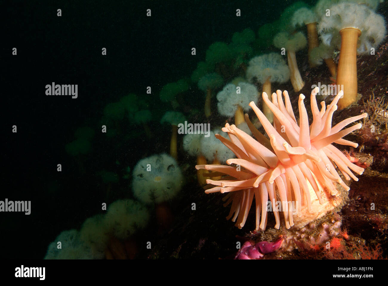 Northern red anemone in the Gulf of Saint Lawrence, North Quebec Stock ...
