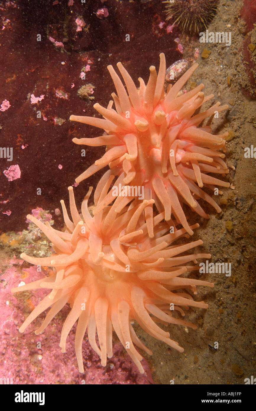 Northern red anemone in the Gulf of Saint Lawrence, North Quebec Stock ...