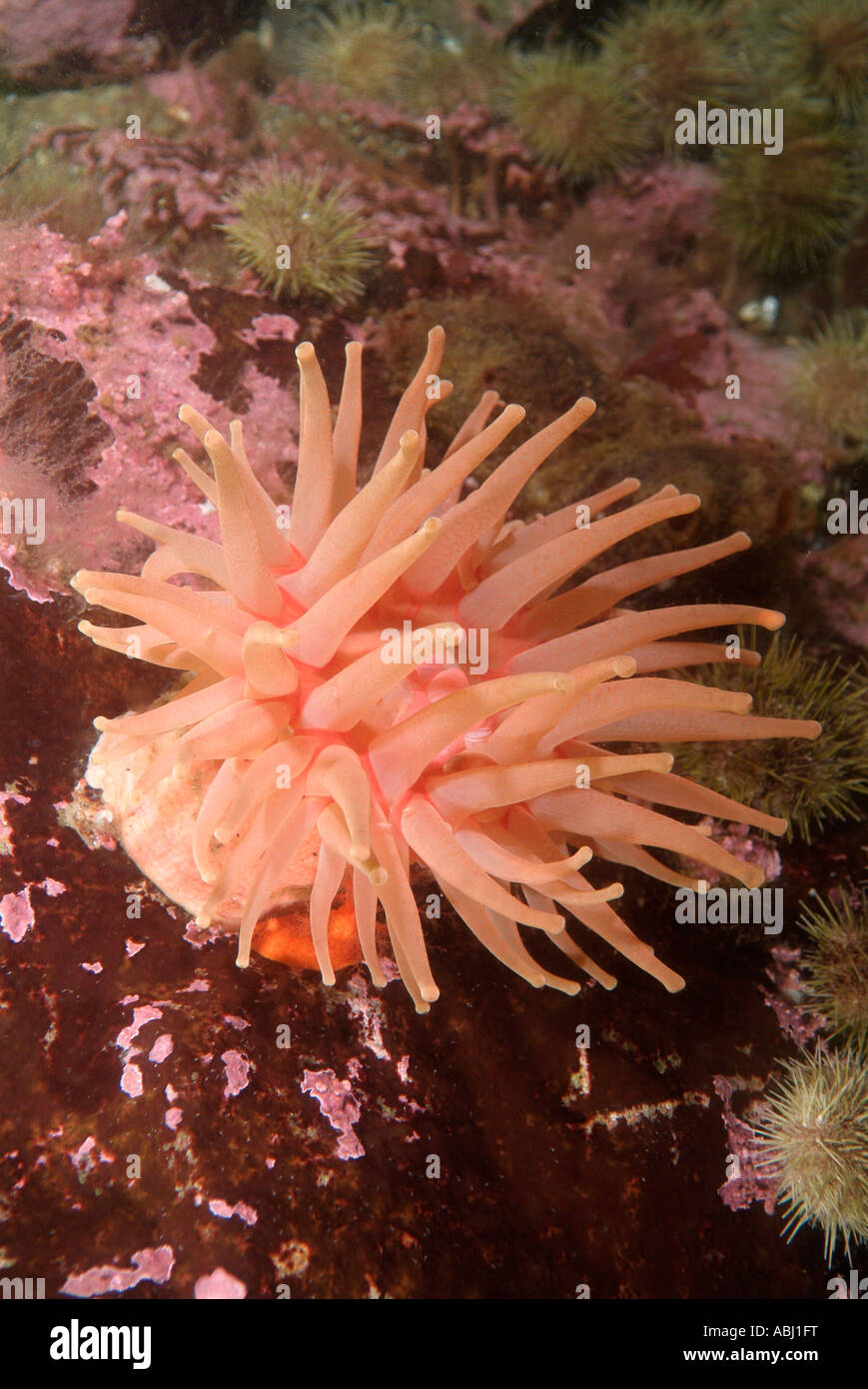 Northern red anemone in the Gulf of Saint Lawrence, North Quebec Stock ...