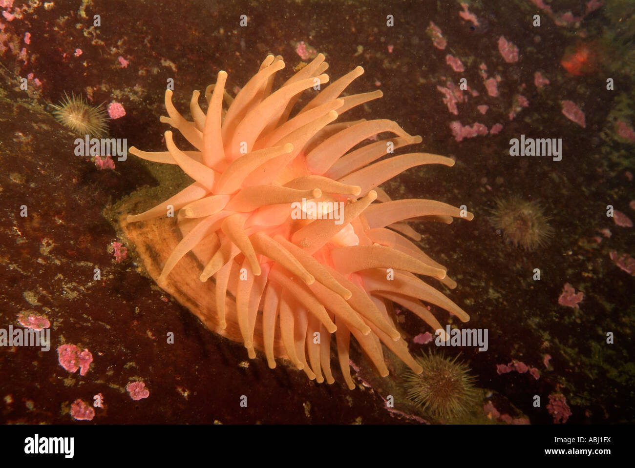 Northern red anemone in the Gulf of Saint Lawrence, North Quebec Stock ...