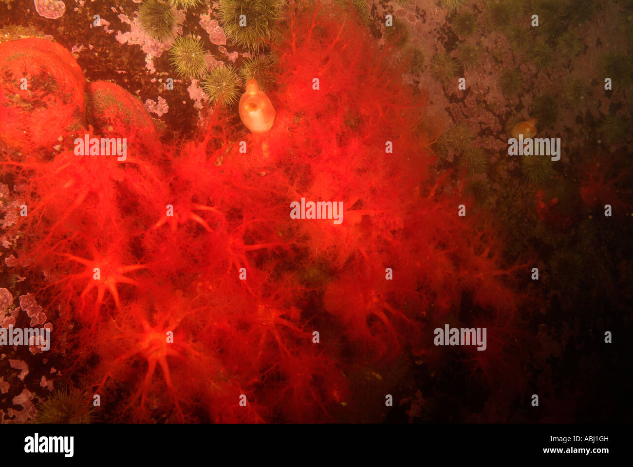 Dark scarlet hi-res stock photography and images - Alamy