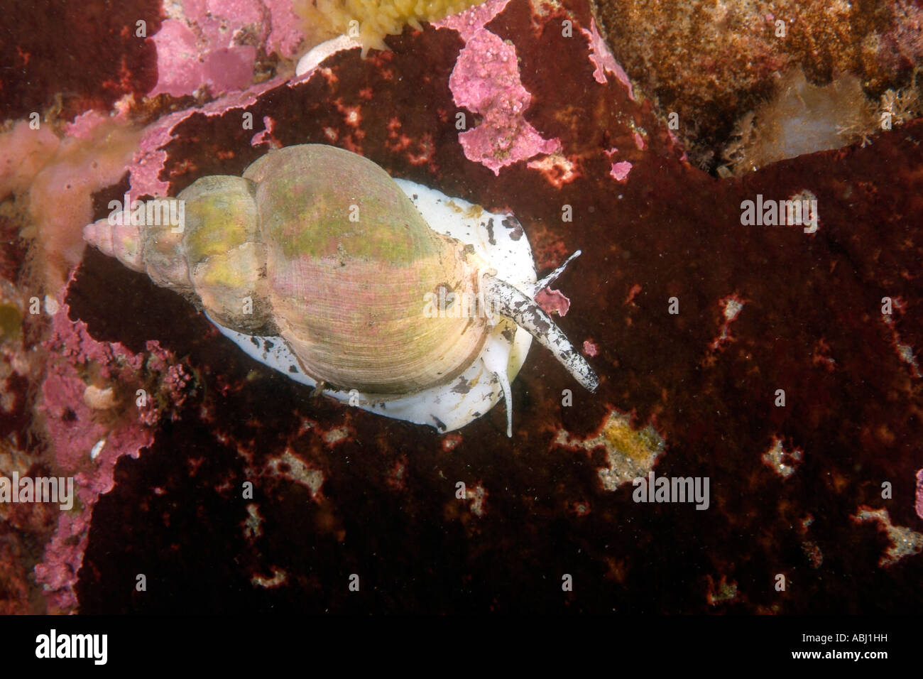 Waved whelk in the Gulf of Saint Lawrence, North Quebec Stock Photo - Alamy