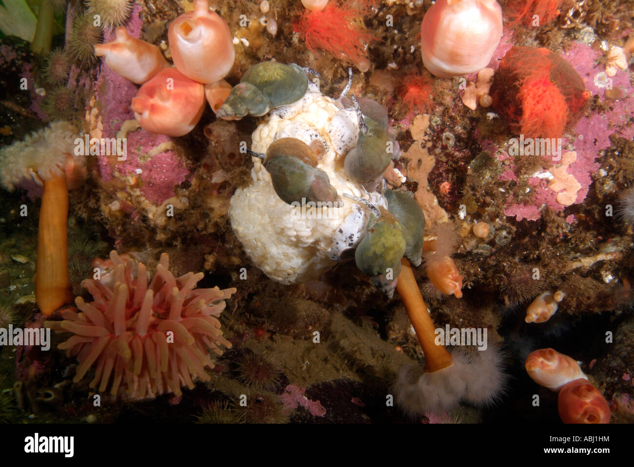 Waved whelks in the Gulf of Saint Lawrence, North Quebec Stock Photo ...