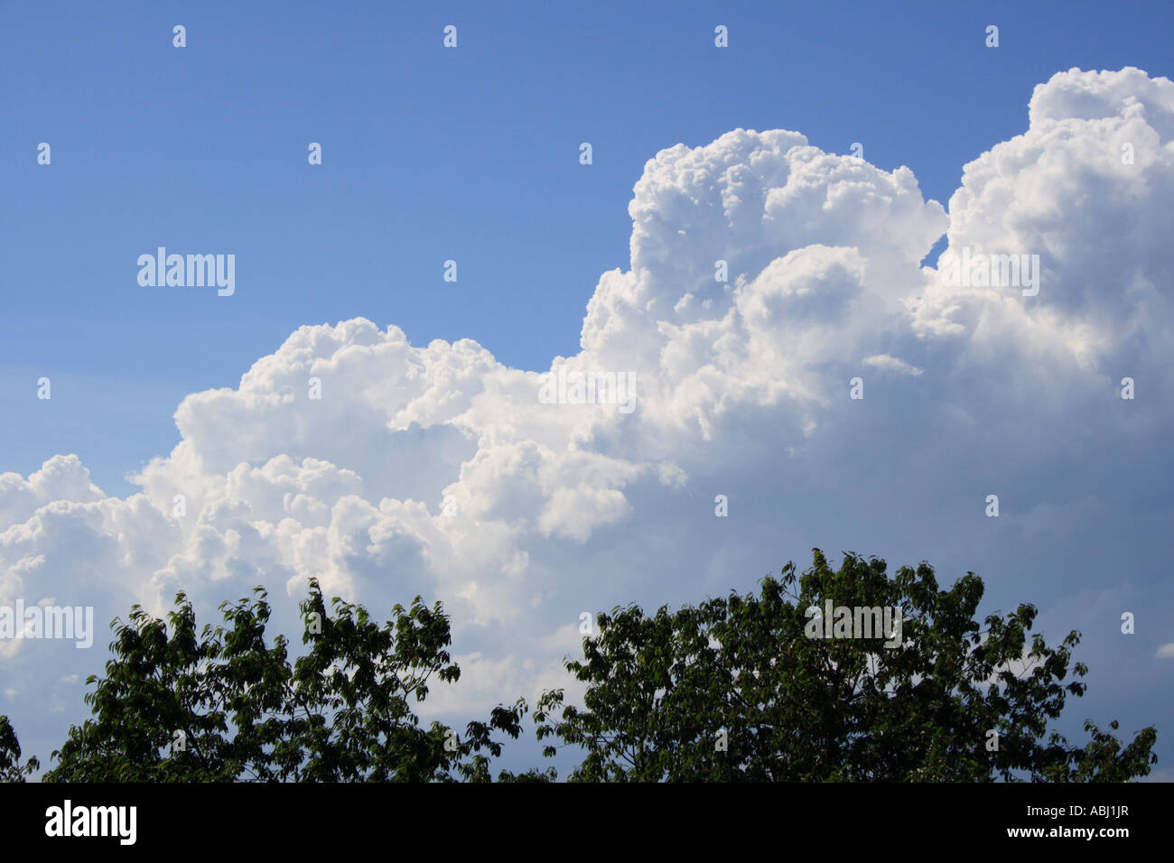 Storm clouds gathering against a blue sky and above treetops. Photo by ...