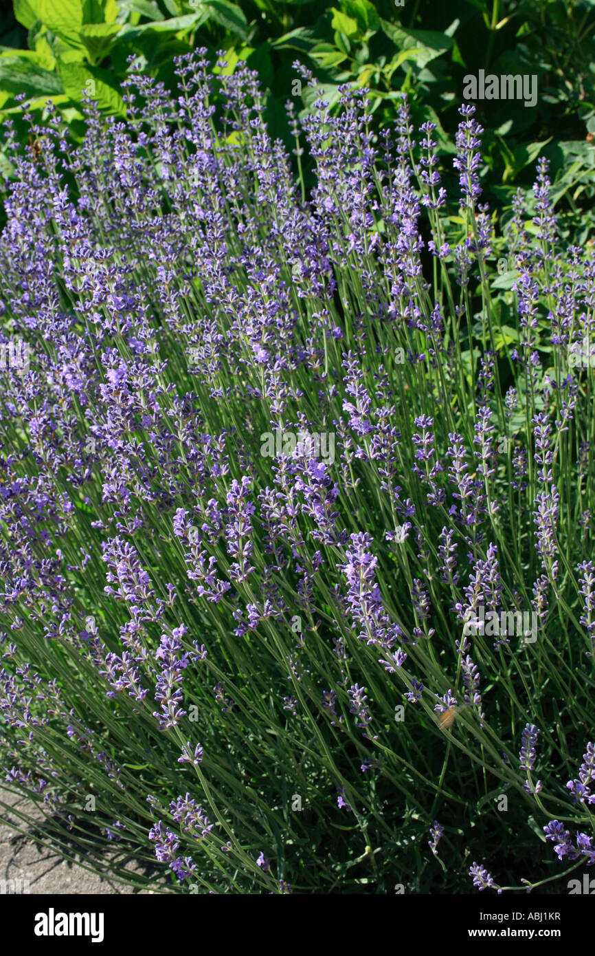 close up of Lavender, Lavandula angustifolia. Photo by Willy Matheisl ...
