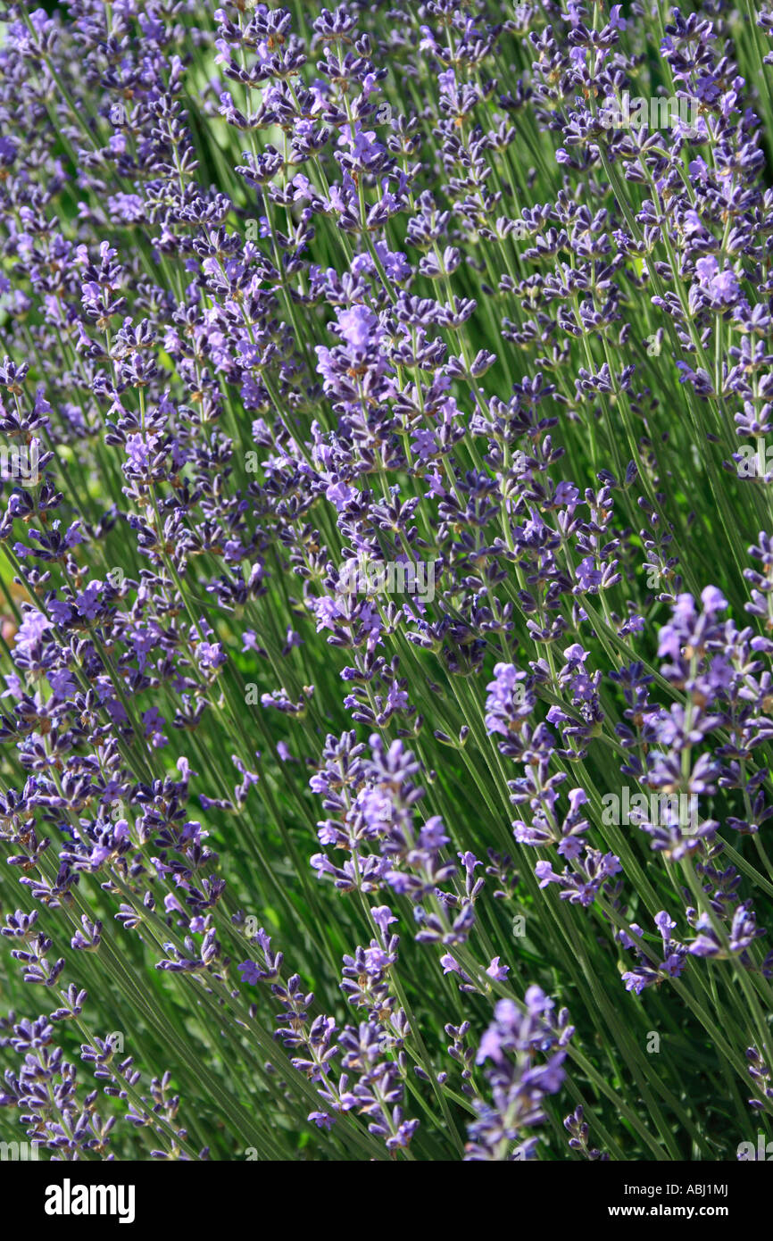 close up of Lavender, Lavandula angustifolia. Photo by Willy Matheisl ...
