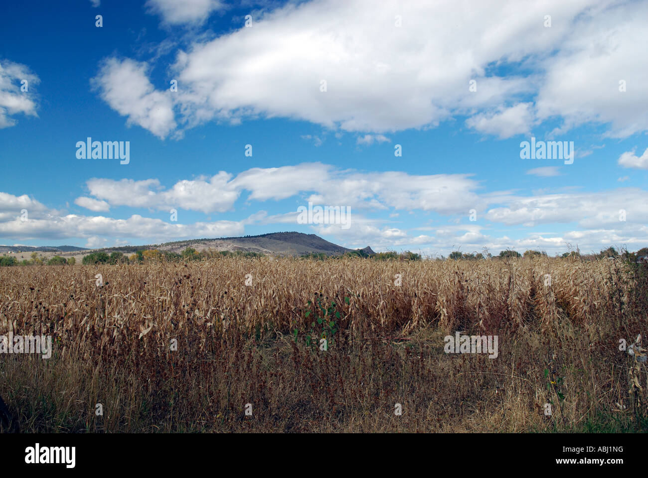 Ripe corn field in Colorado State, USA Stock Photo - Alamy